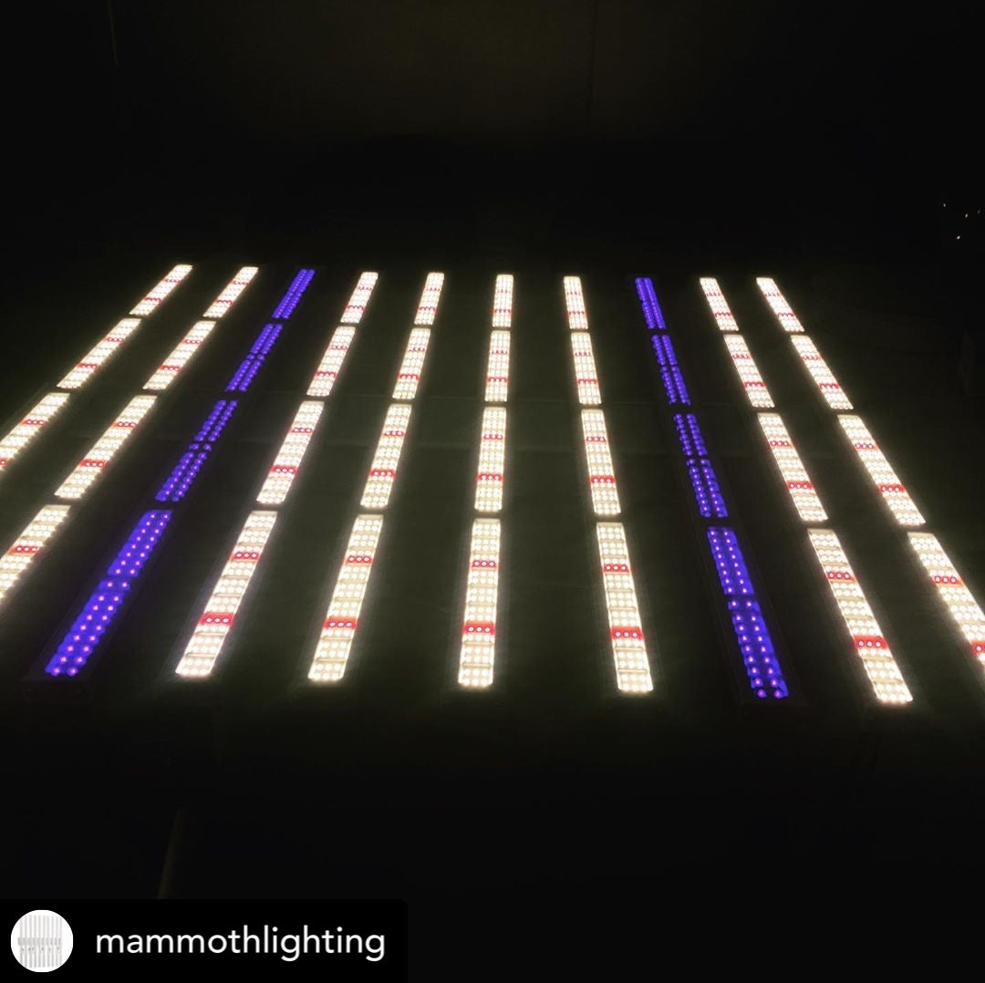 Harnessing the Power of UV Lights: A Game-Changer in Plant Growth and ...