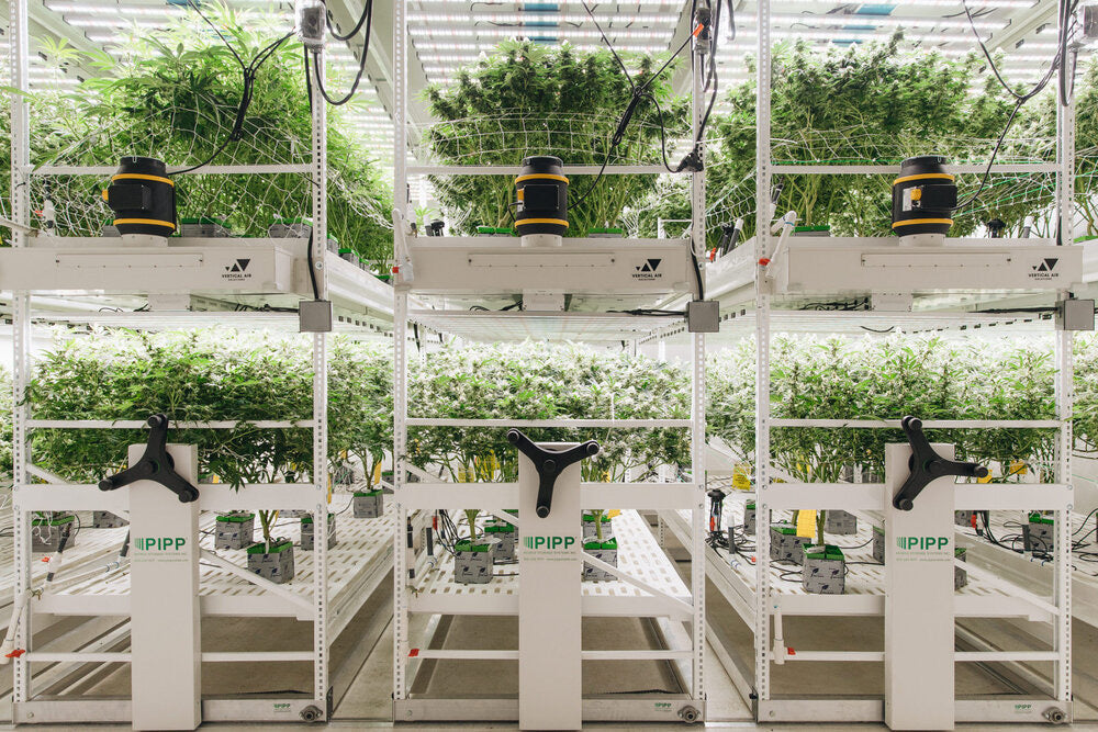 Commercial LED Grow Lights | Full Spectrum Grow Lights – Mammoth Light ...